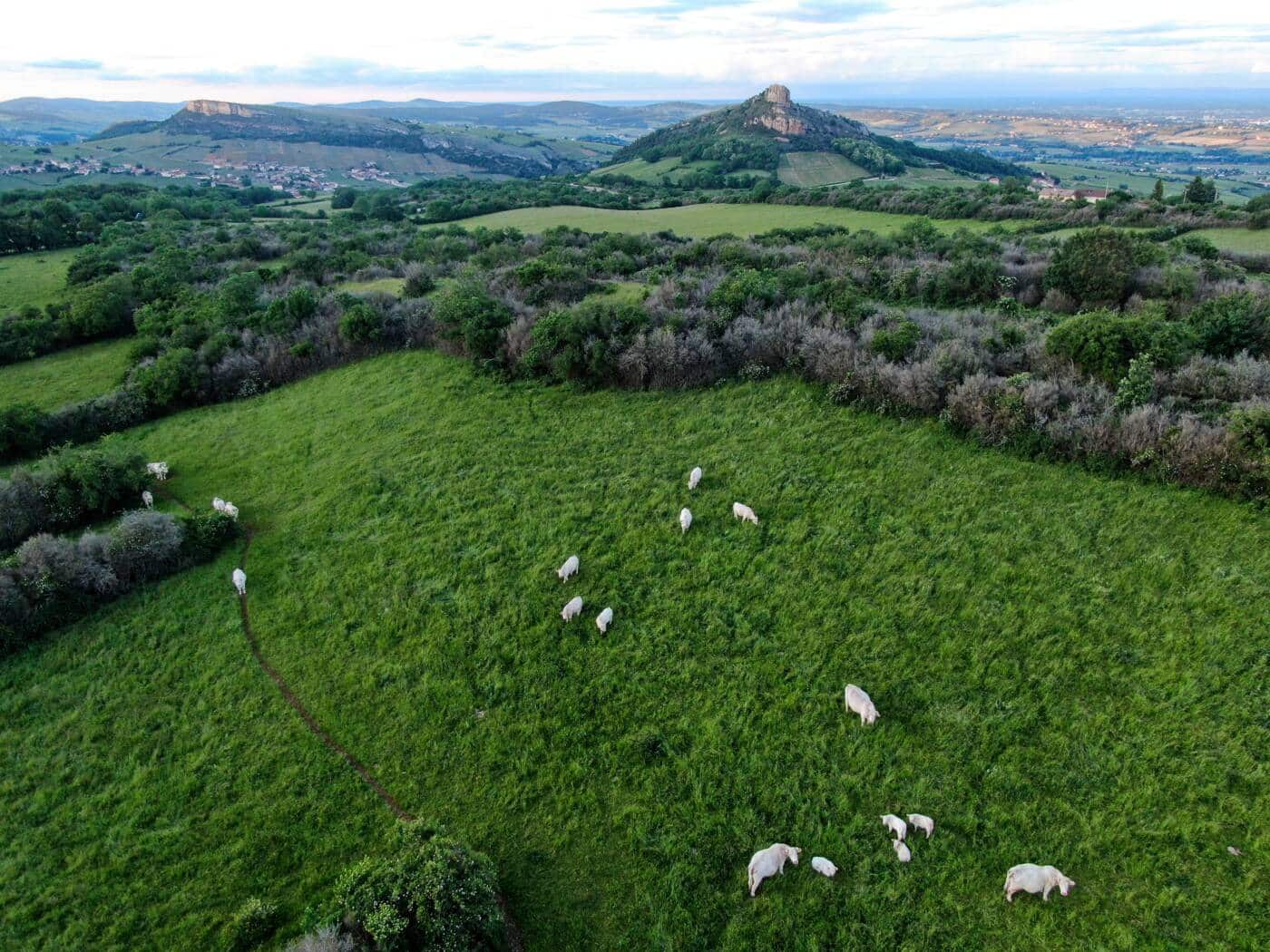 The bocage meadows of the Grand Site de France Solutré Pouilly Vergisson